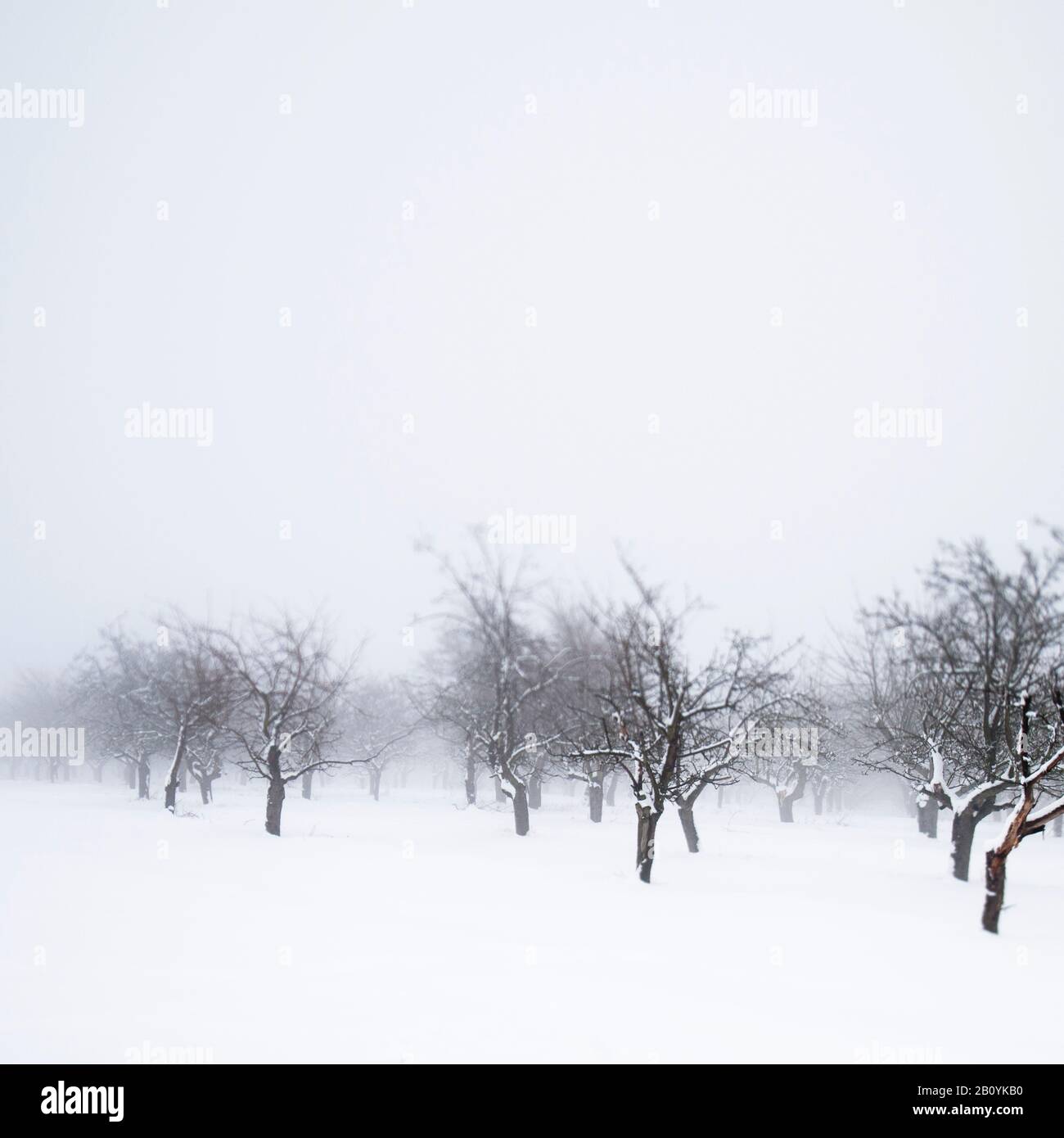 Plantation in germany hi-res stock photography and images - Alamy