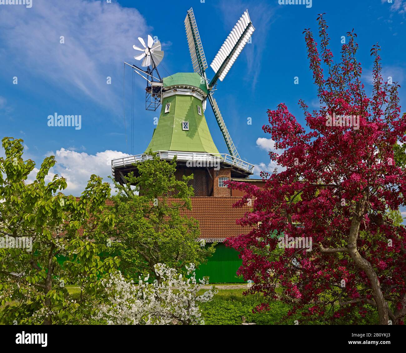 Windmill venti amica in twielenfleth luhe with cherry blossom hi-res ...