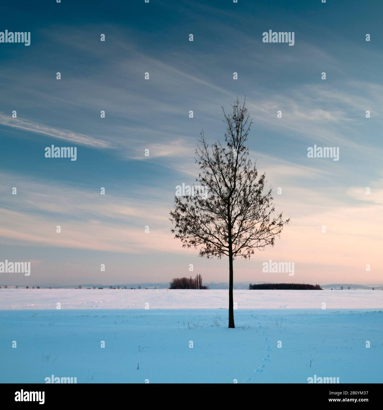 Tree winter landscape scene hi-res stock photography and images - Alamy