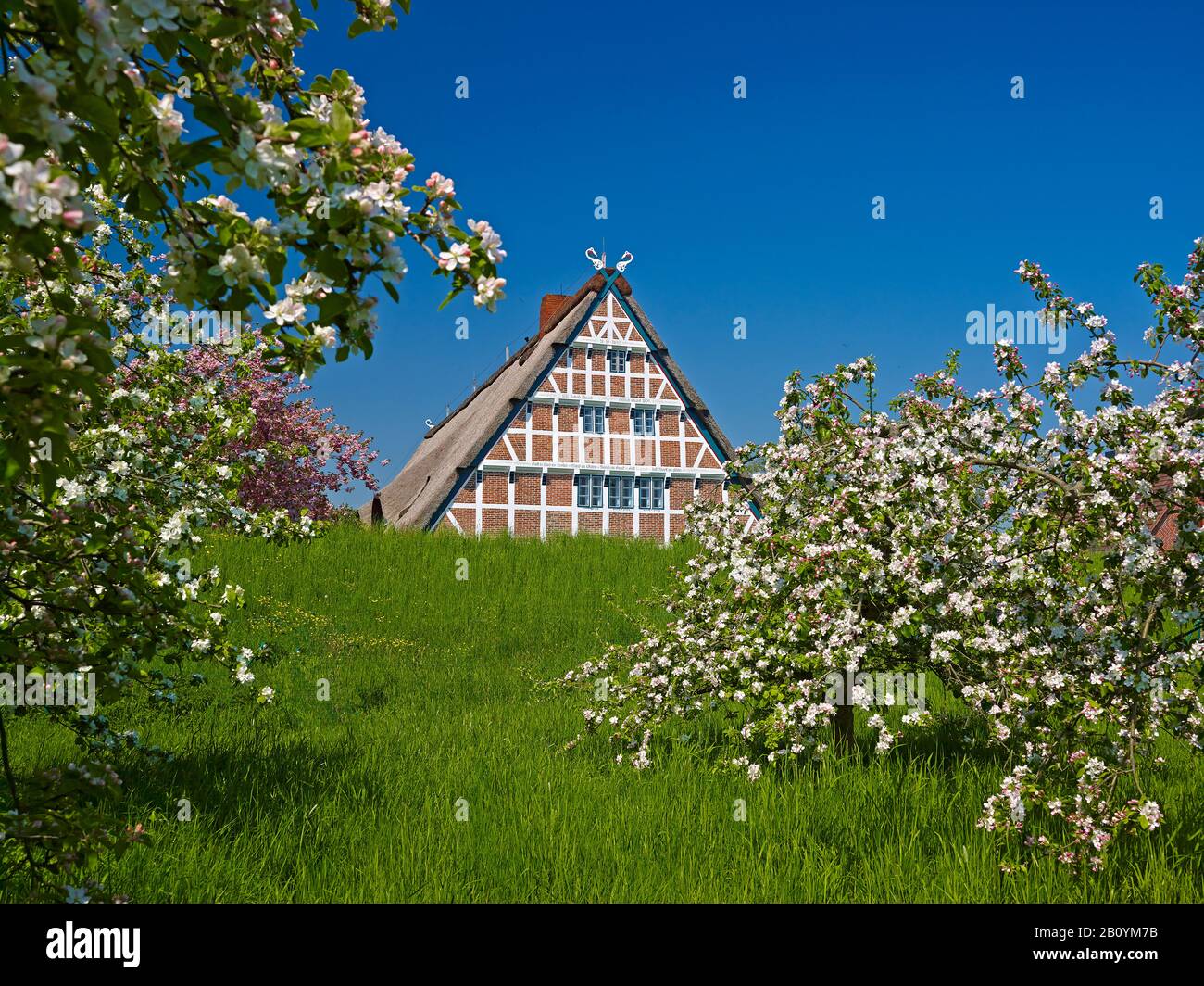 Altländer Hof am Deich in the Kingdom of Jork, Altes Land, District of ...