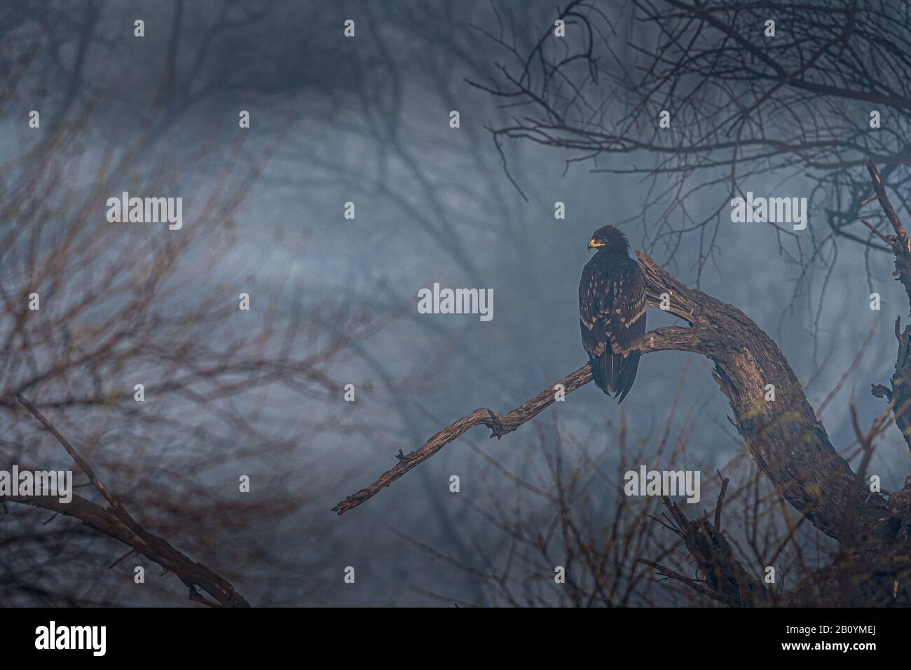 Falconiformes birds hi-res stock photography and images - Alamy