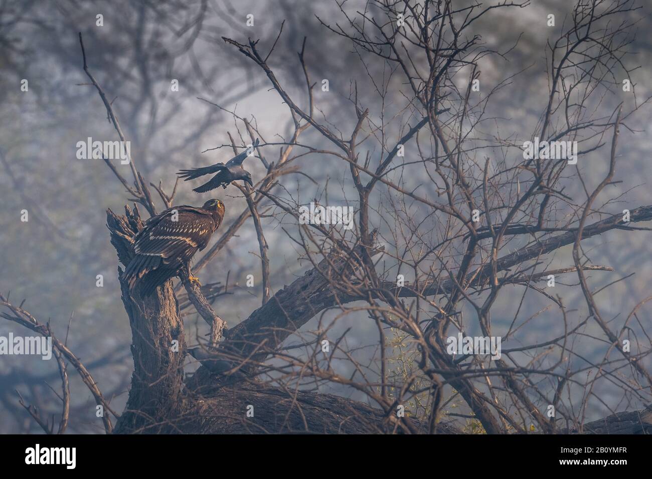Falconiformes birds hi-res stock photography and images - Alamy
