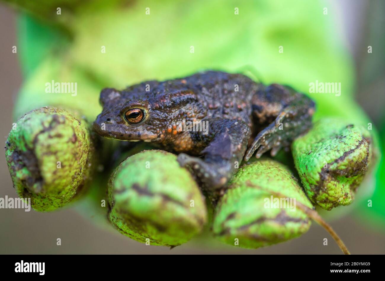 Bucket of frogs hi-res stock photography and images - Alamy