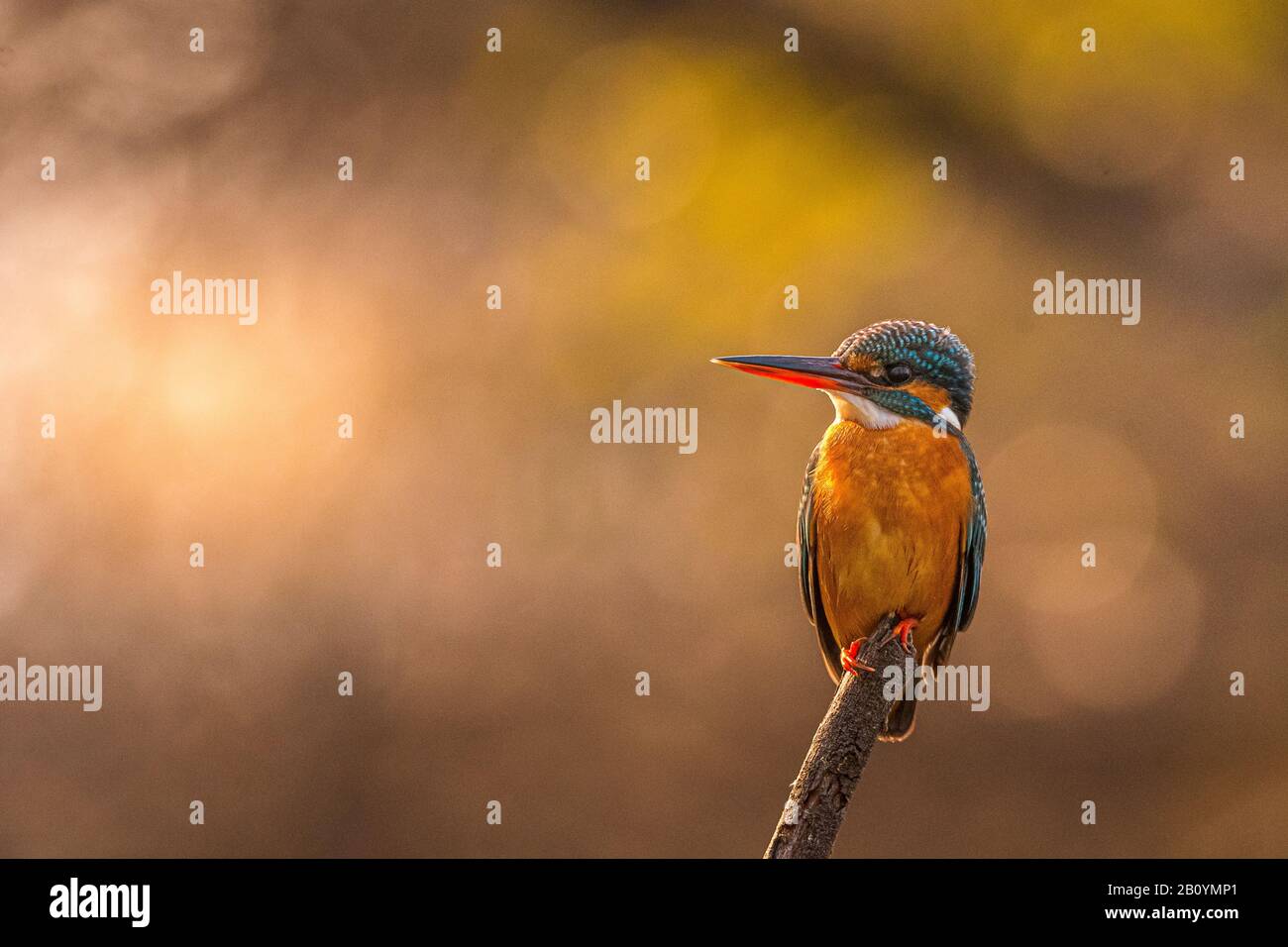 Kingfisher species hi-res stock photography and images - Alamy