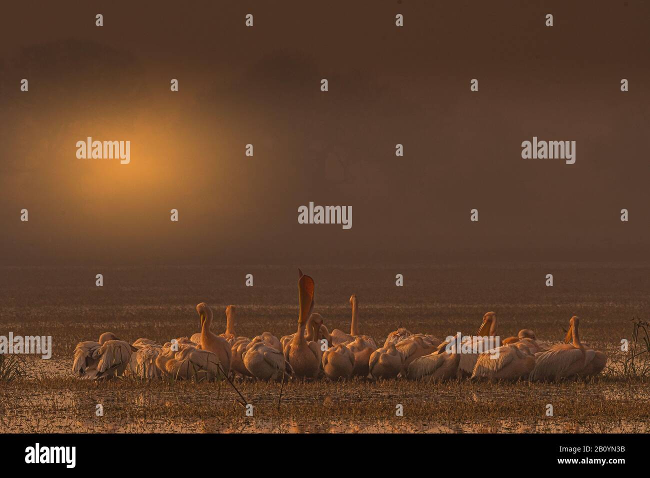 The Golden Hour Moment in the wild Stock Photo - Alamy