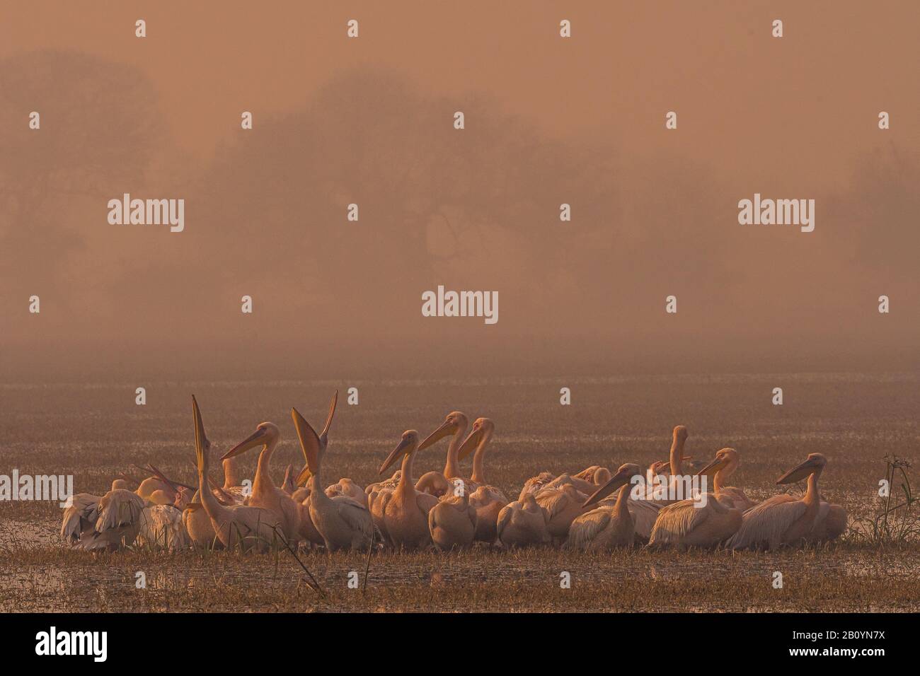 The Golden Hour Moment in the wild Stock Photo - Alamy