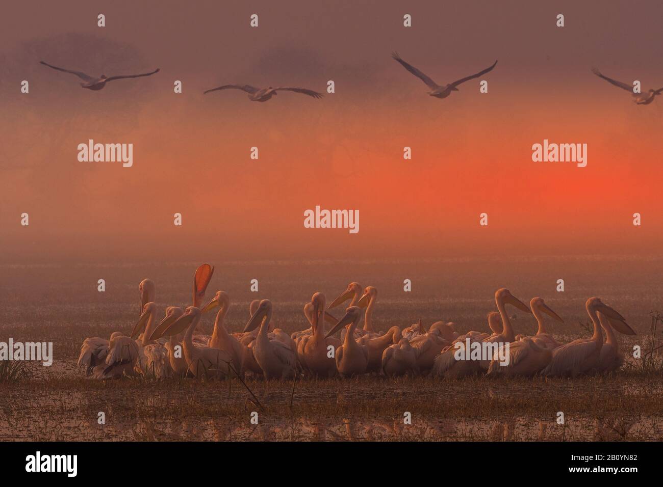 Birds sunset hi-res stock photography and images - Alamy