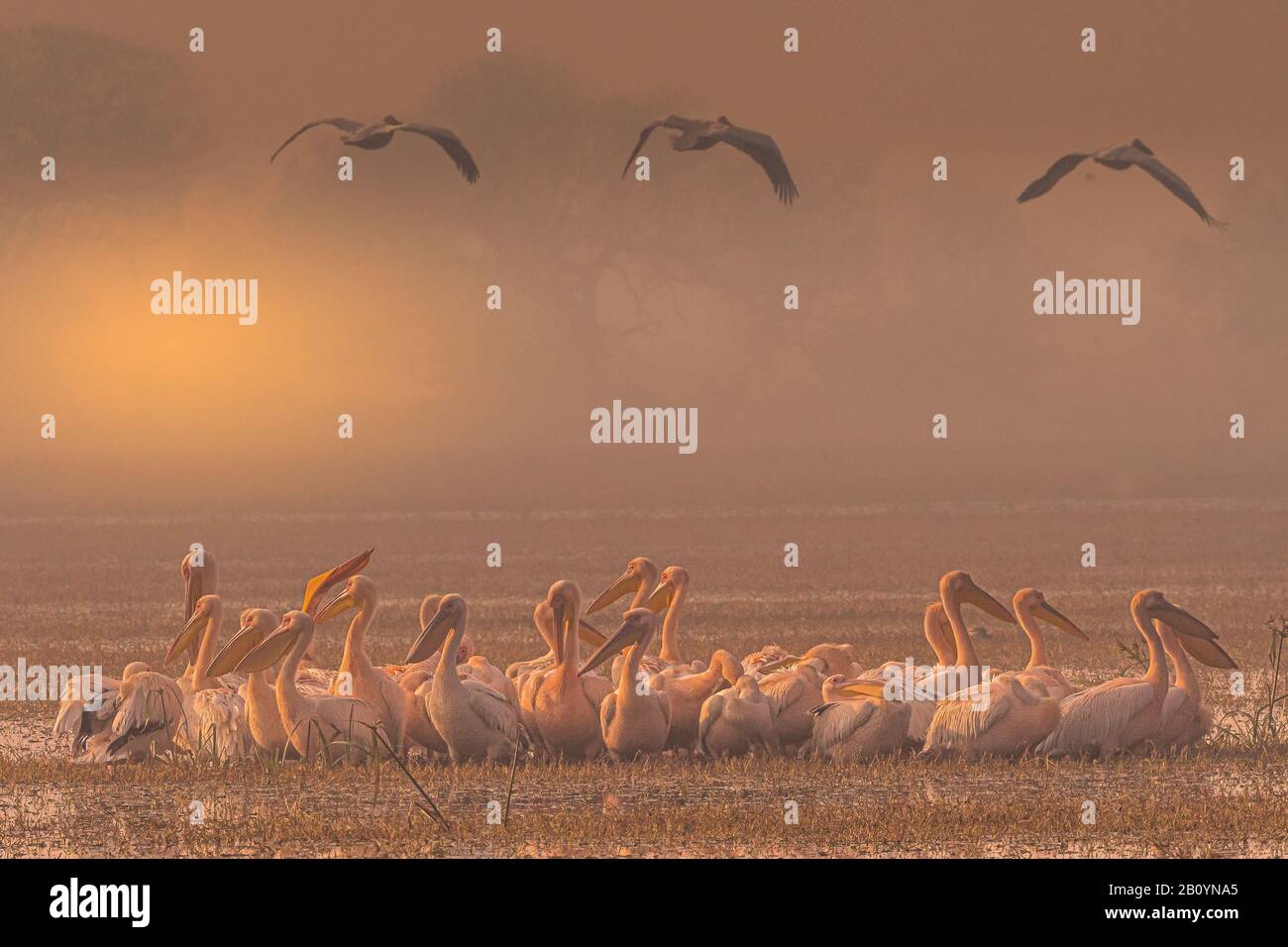 Golden hour moment hi-res stock photography and images - Alamy