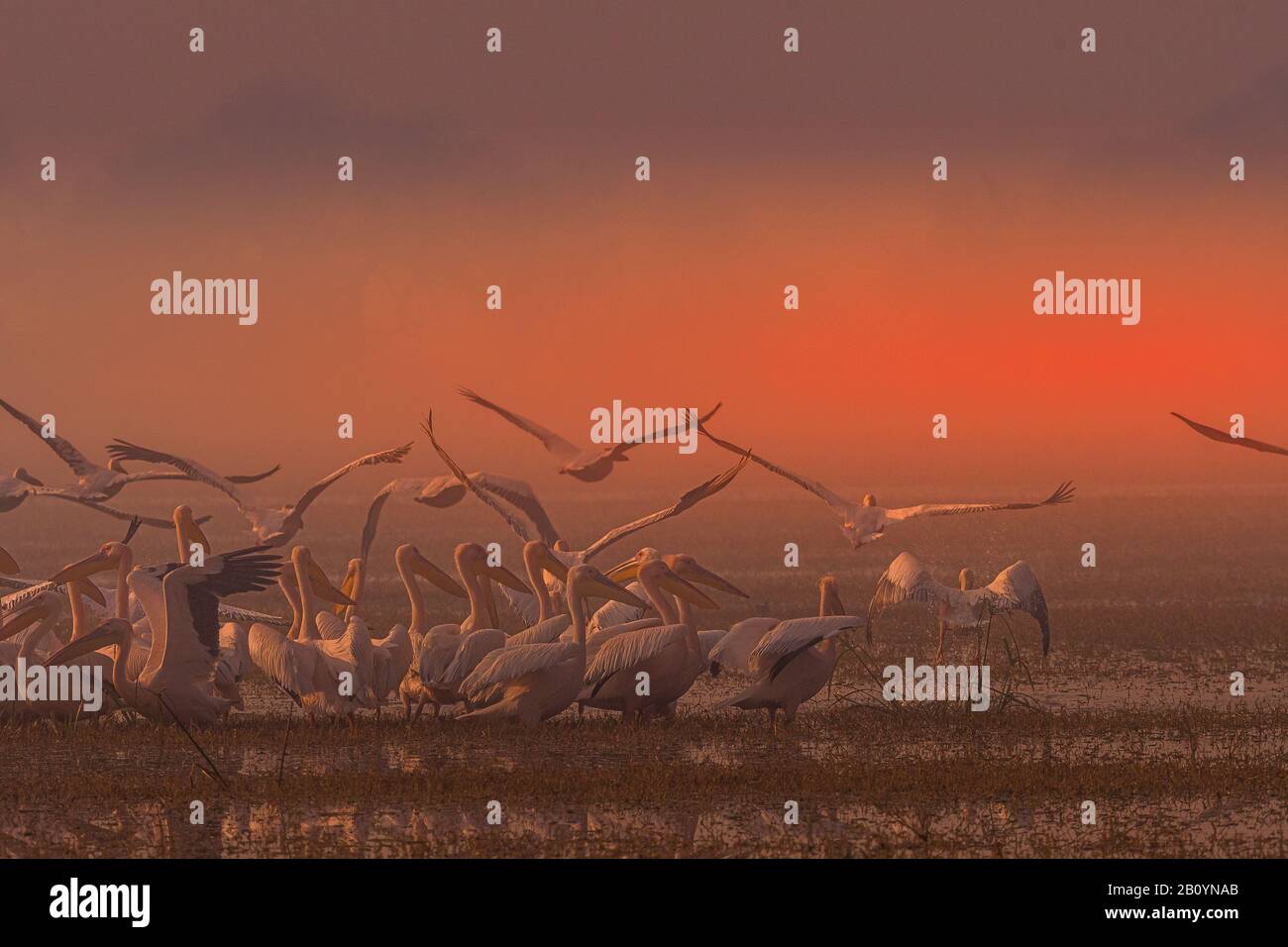 Image of flying birds sunset hi-res stock photography and images - Alamy