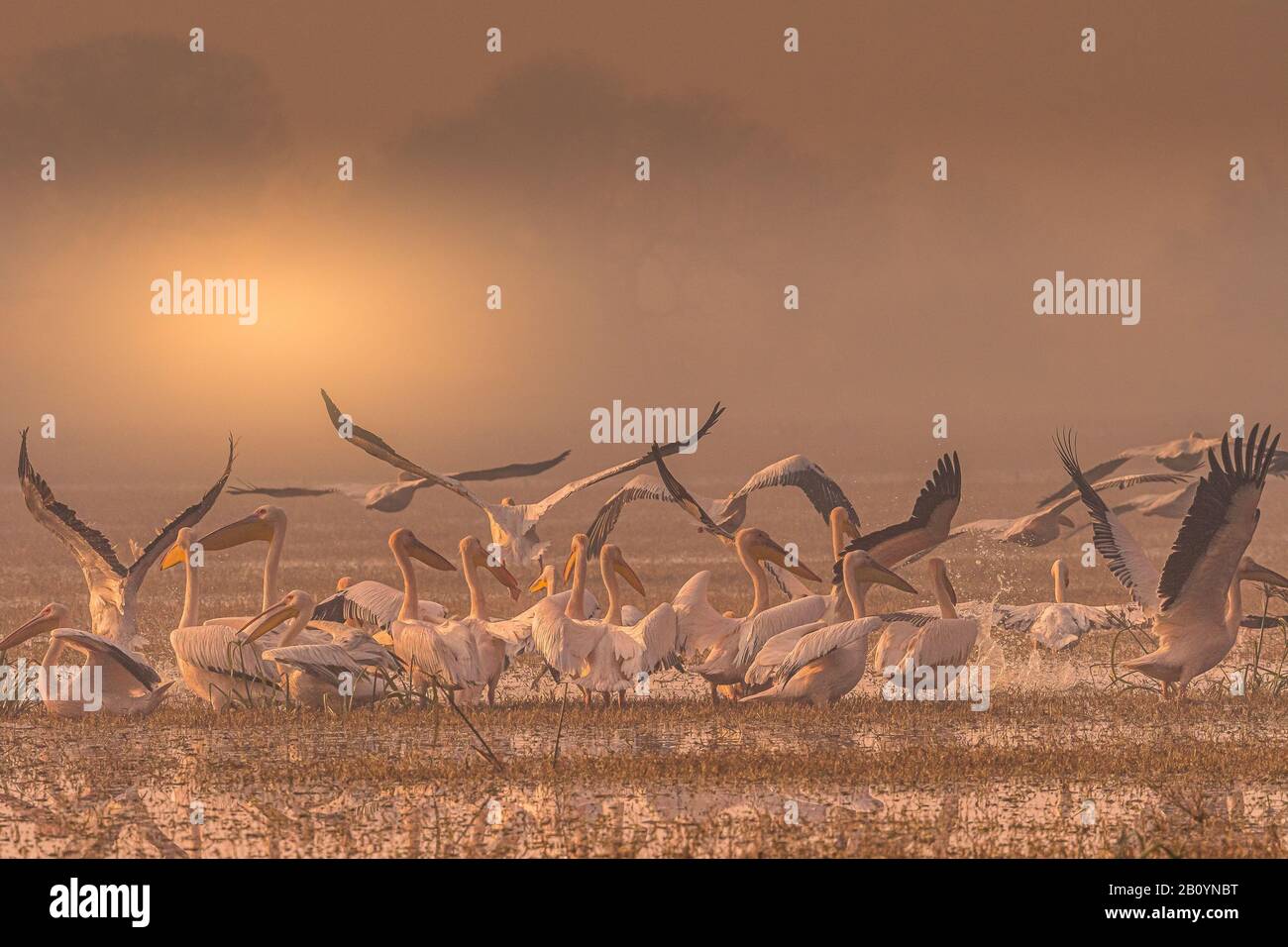 The Golden Hour Moment in the wild Stock Photo - Alamy