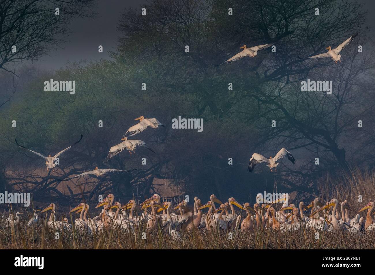 Birds in the Wild! Stock Photo - Alamy