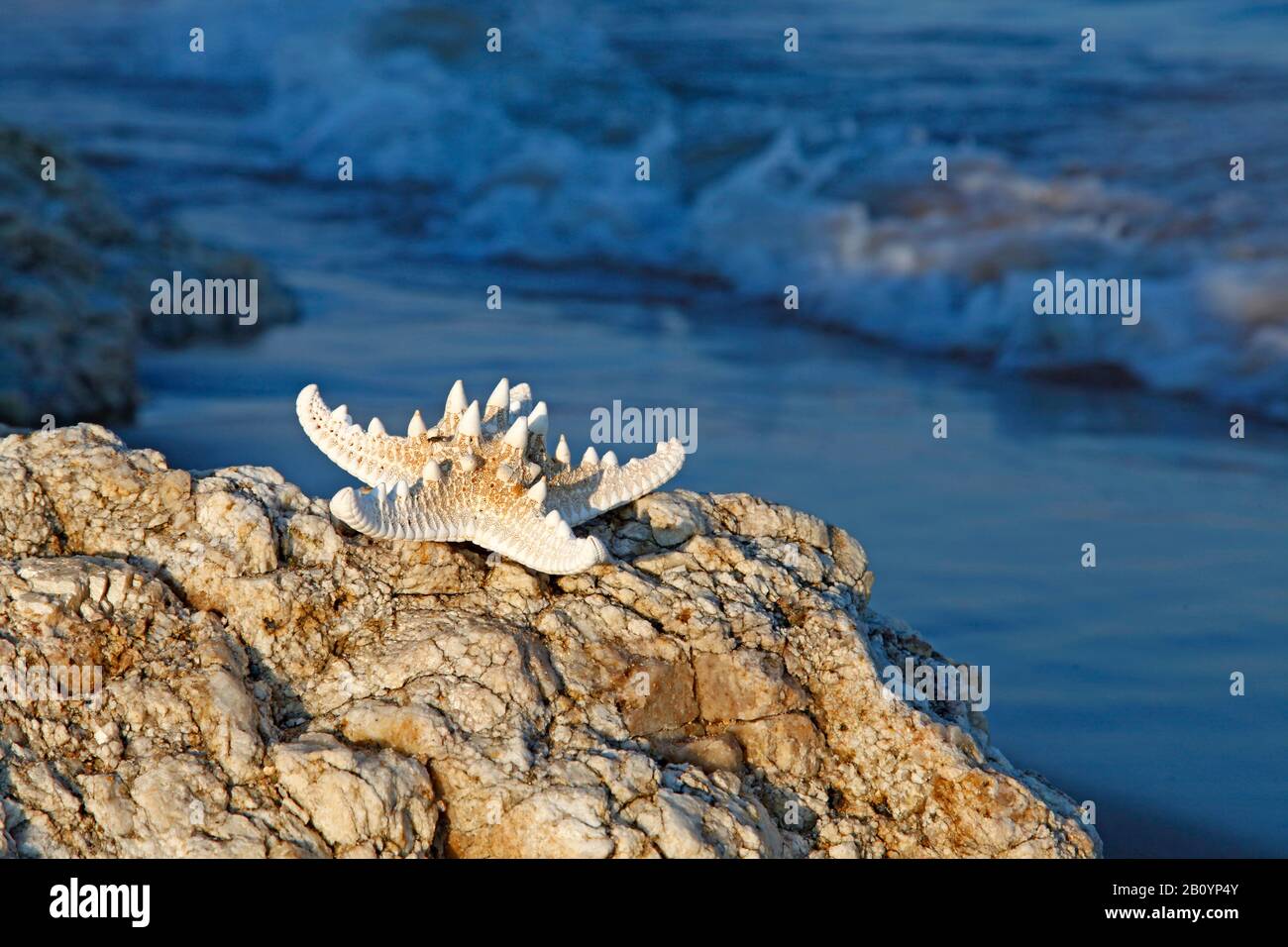 Shells on the seashore Stock Photo - Alamy