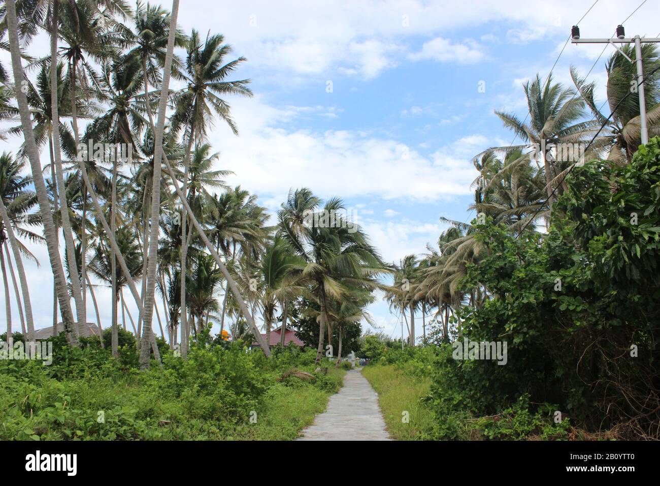 Coconut tree with land hi-res stock photography and images - Alamy