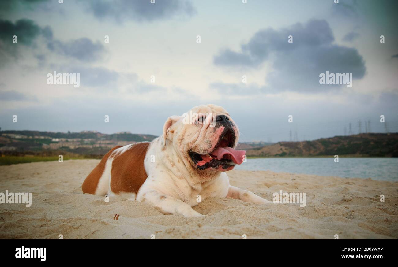 English Bulldog outdoor portrait Stock Photo - Alamy