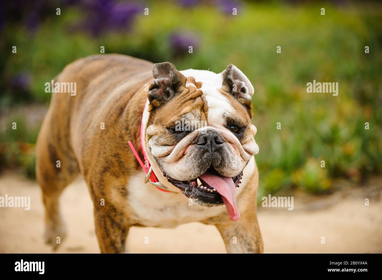 English Bulldog outdoor portrait Stock Photo - Alamy
