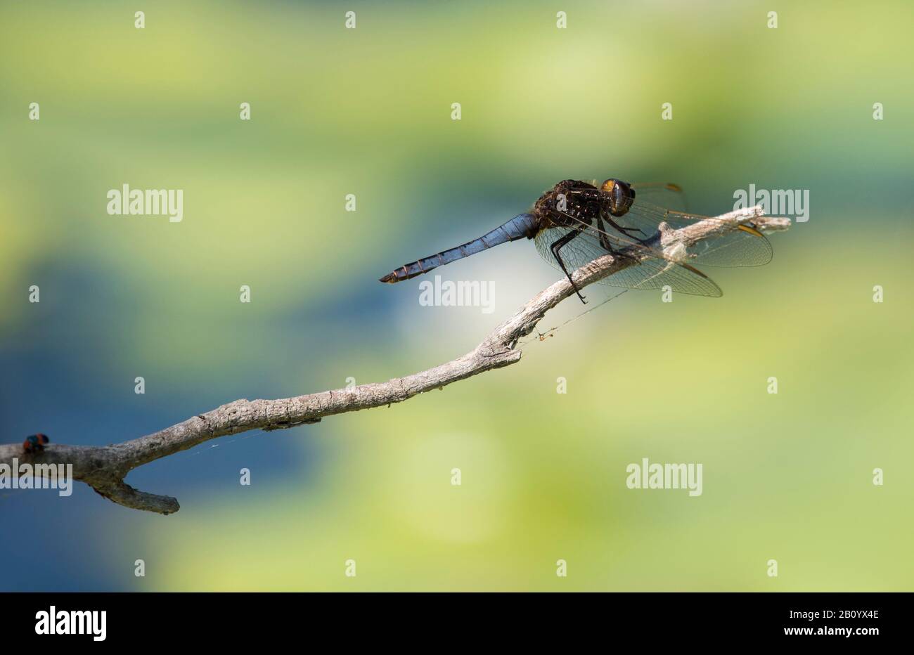 Blue skimmer hi-res stock photography and images - Alamy