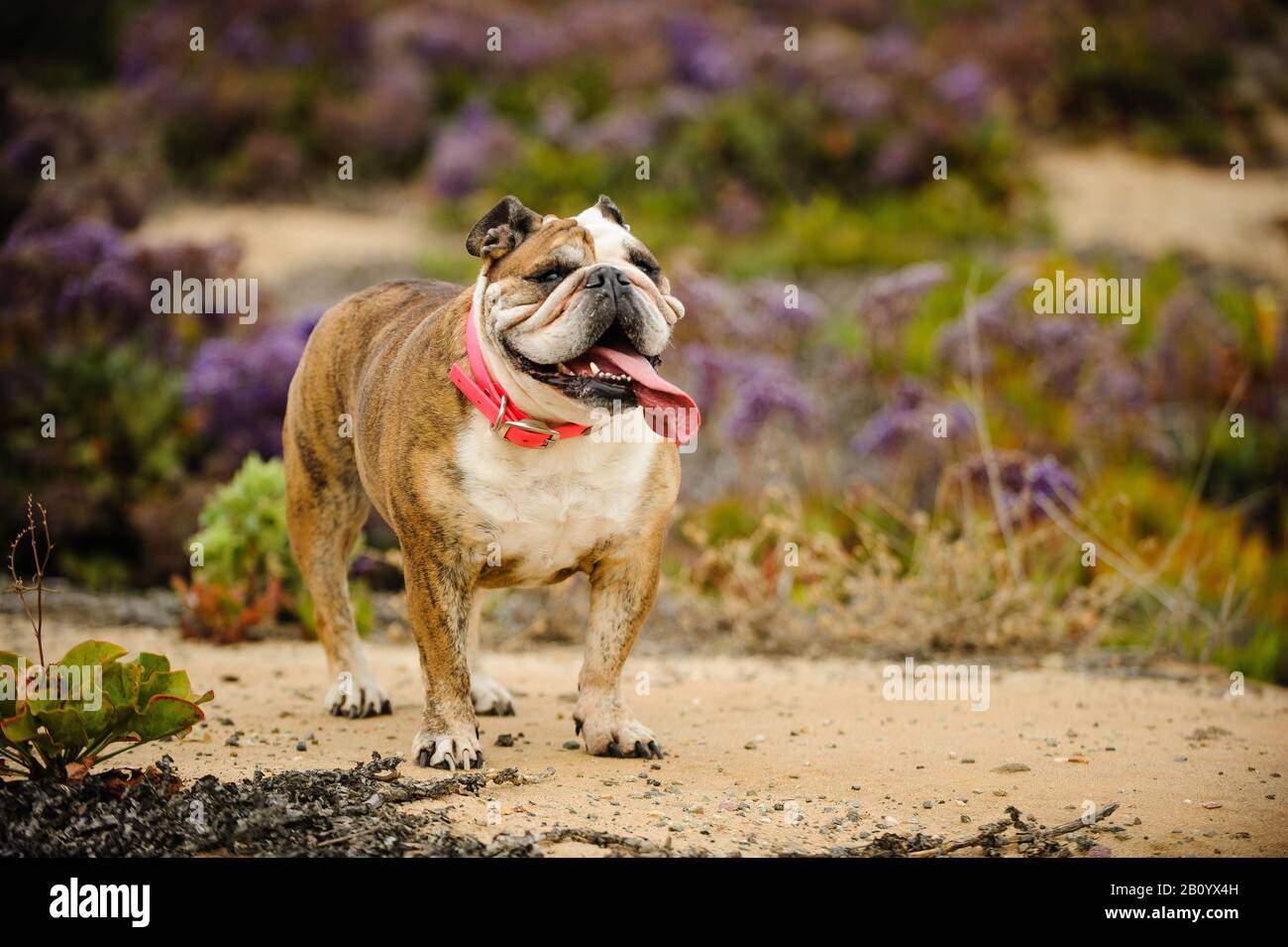 English Bulldog outdoor portrait Stock Photo - Alamy