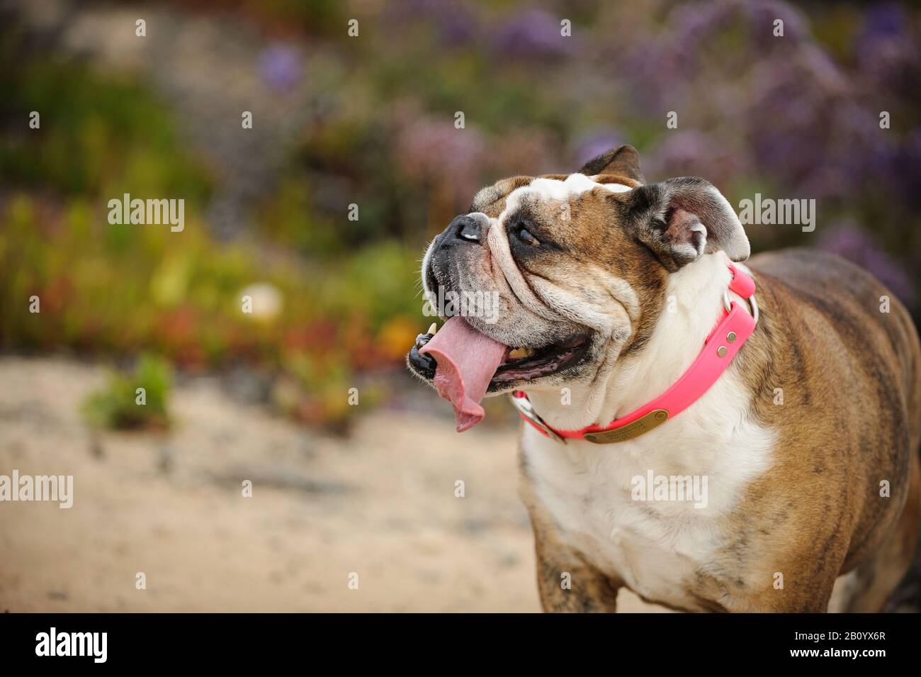 English Bulldog outdoor portrait Stock Photo - Alamy