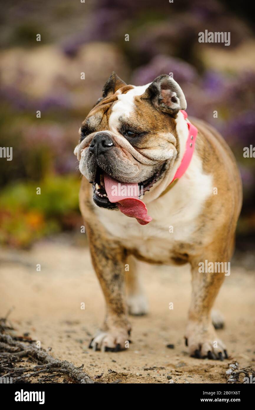 English Bulldog outdoor portrait Stock Photo - Alamy