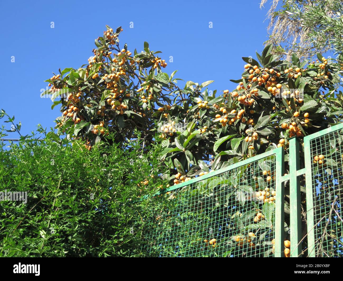 Ripe loquat or Nispero fruit on tree in Andalusian village Stock Photo ...
