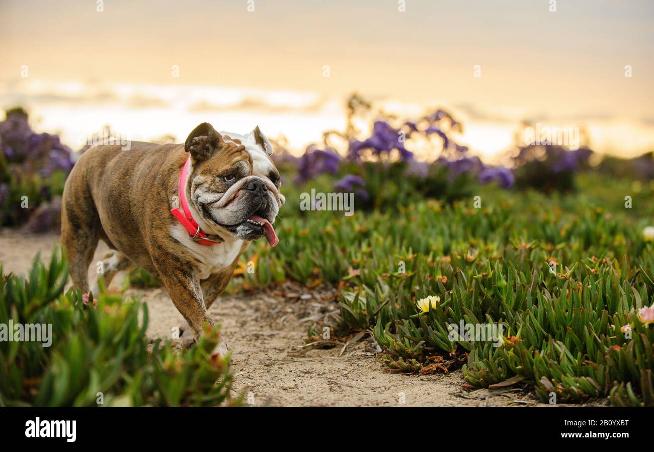 English Bulldog outdoor portrait Stock Photo - Alamy