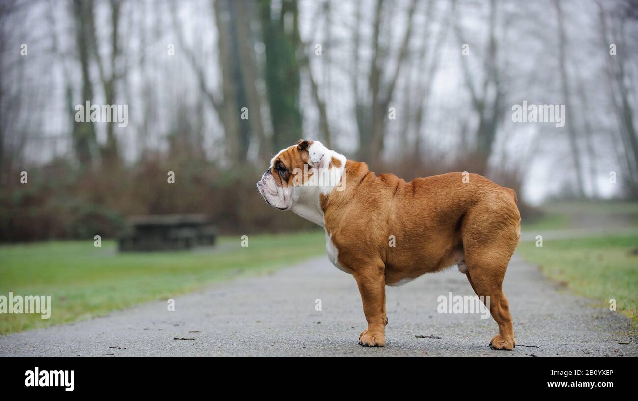 English Bulldog outdoor portrait Stock Photo - Alamy