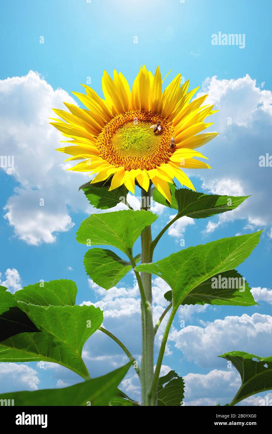 Sunflower isolation hi-res stock photography and images - Alamy