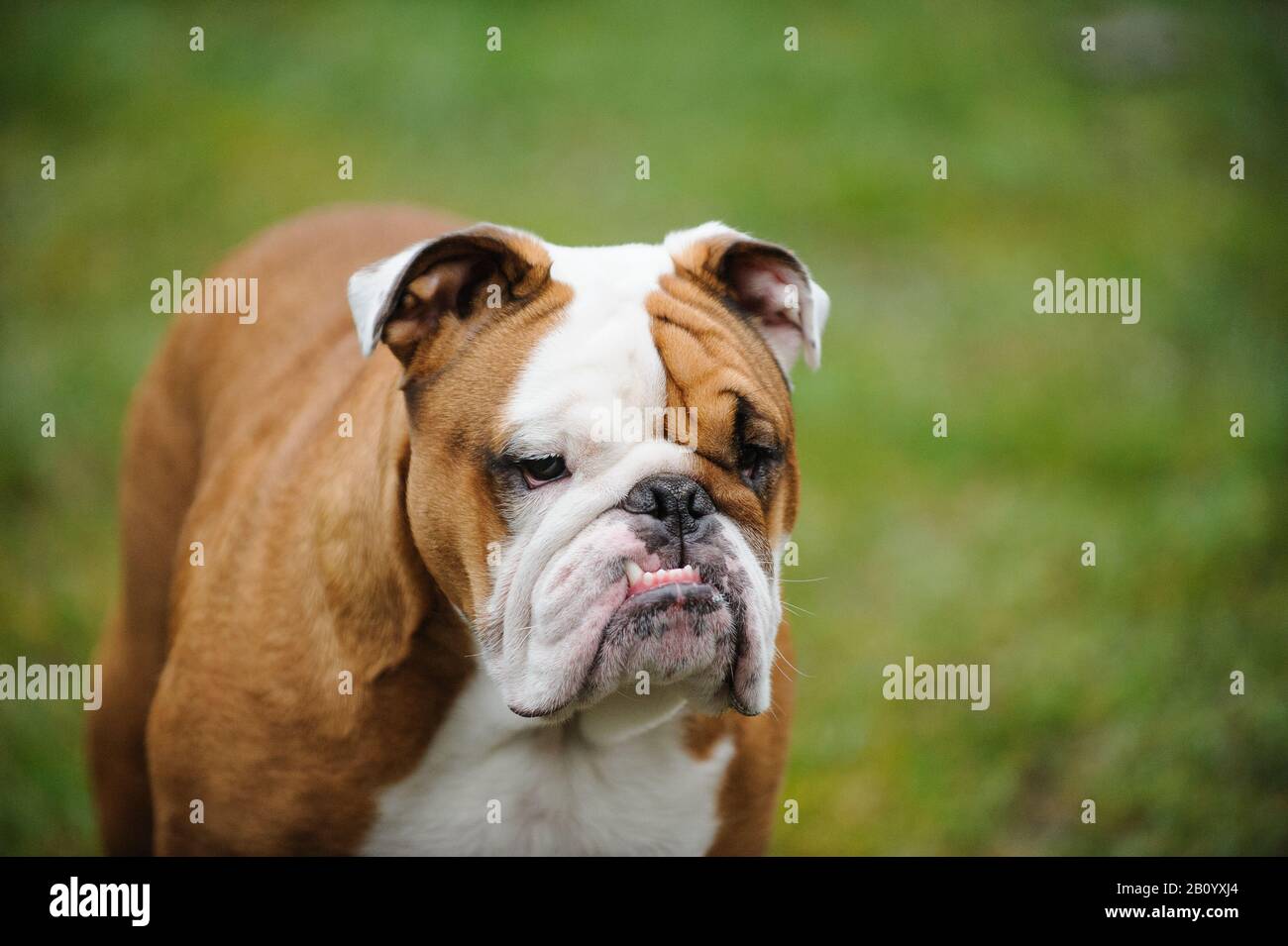 English Bulldog outdoor portrait Stock Photo - Alamy