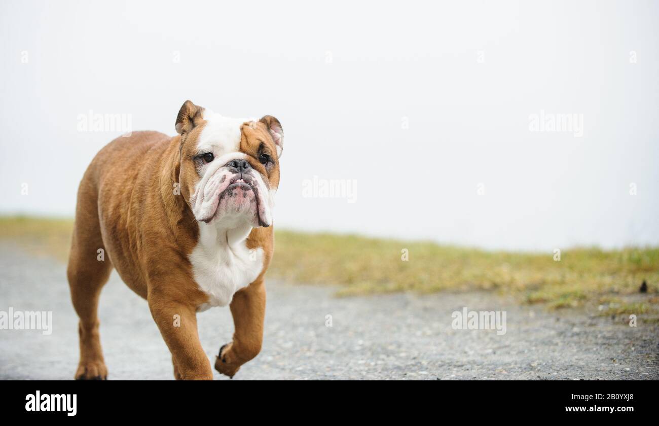 English Bulldog outdoor portrait Stock Photo - Alamy