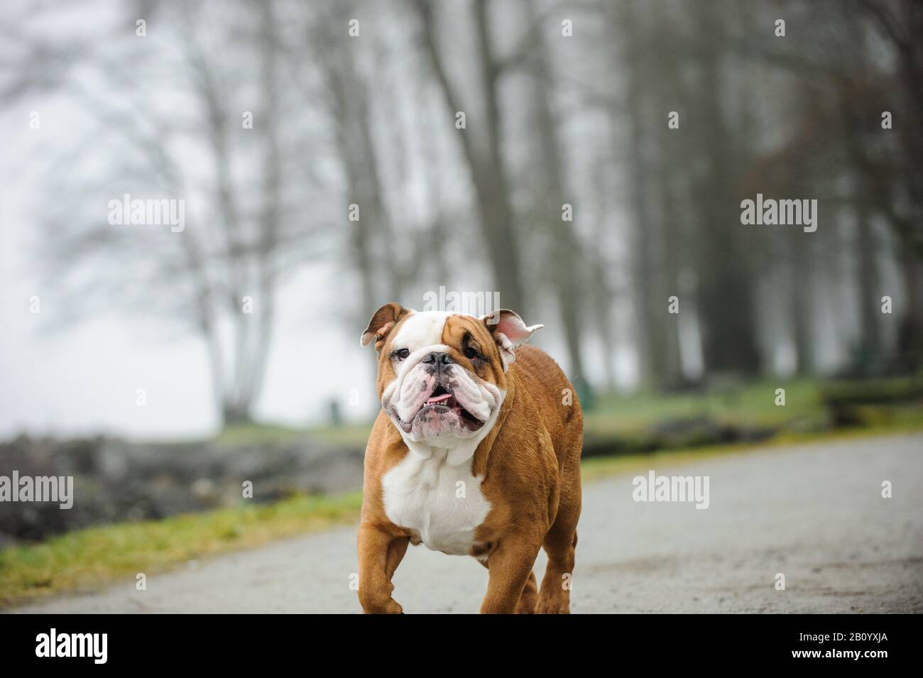 English Bulldog outdoor portrait Stock Photo - Alamy