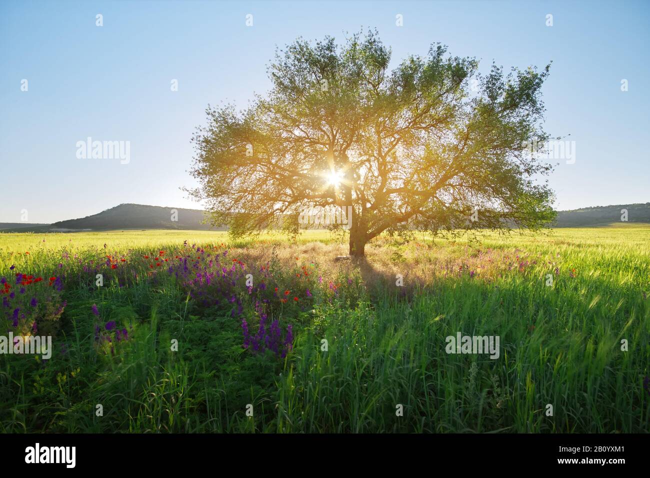 The sun shining through a tree on a meadow. Nature landscape Stock ...