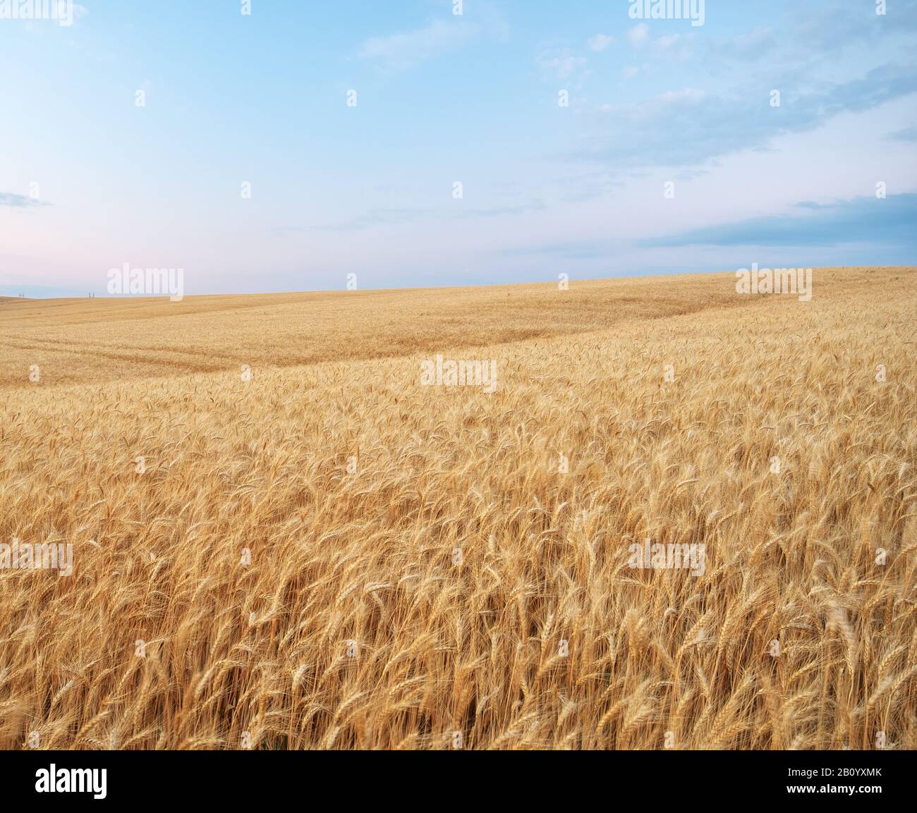 Landscape with warm colored yellow wheat crops on sunset on rural ...