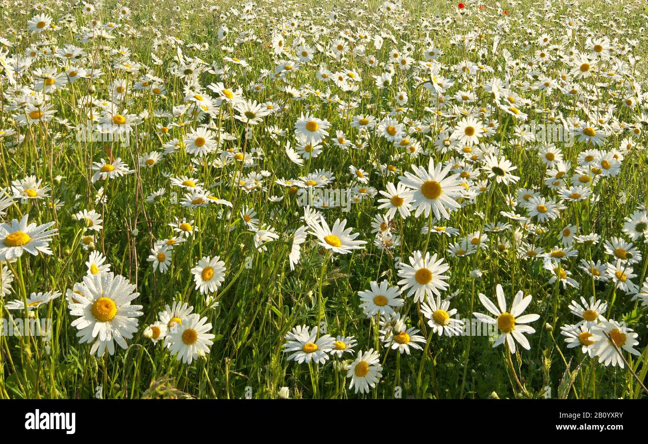 Spring daisy flowers in meadow. Beautiful landscapes Stock Photo - Alamy