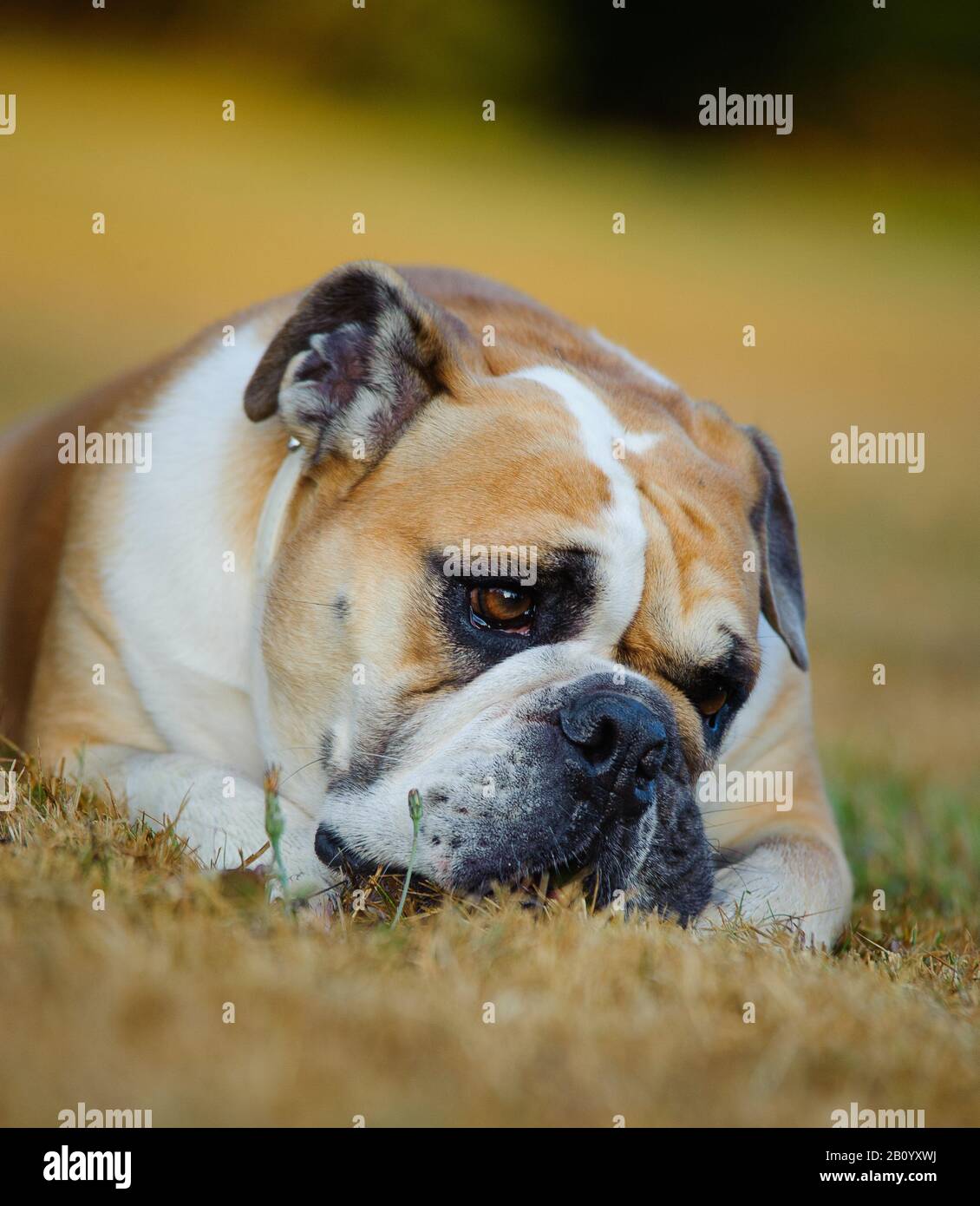 English Bulldog outdoor portrait Stock Photo - Alamy