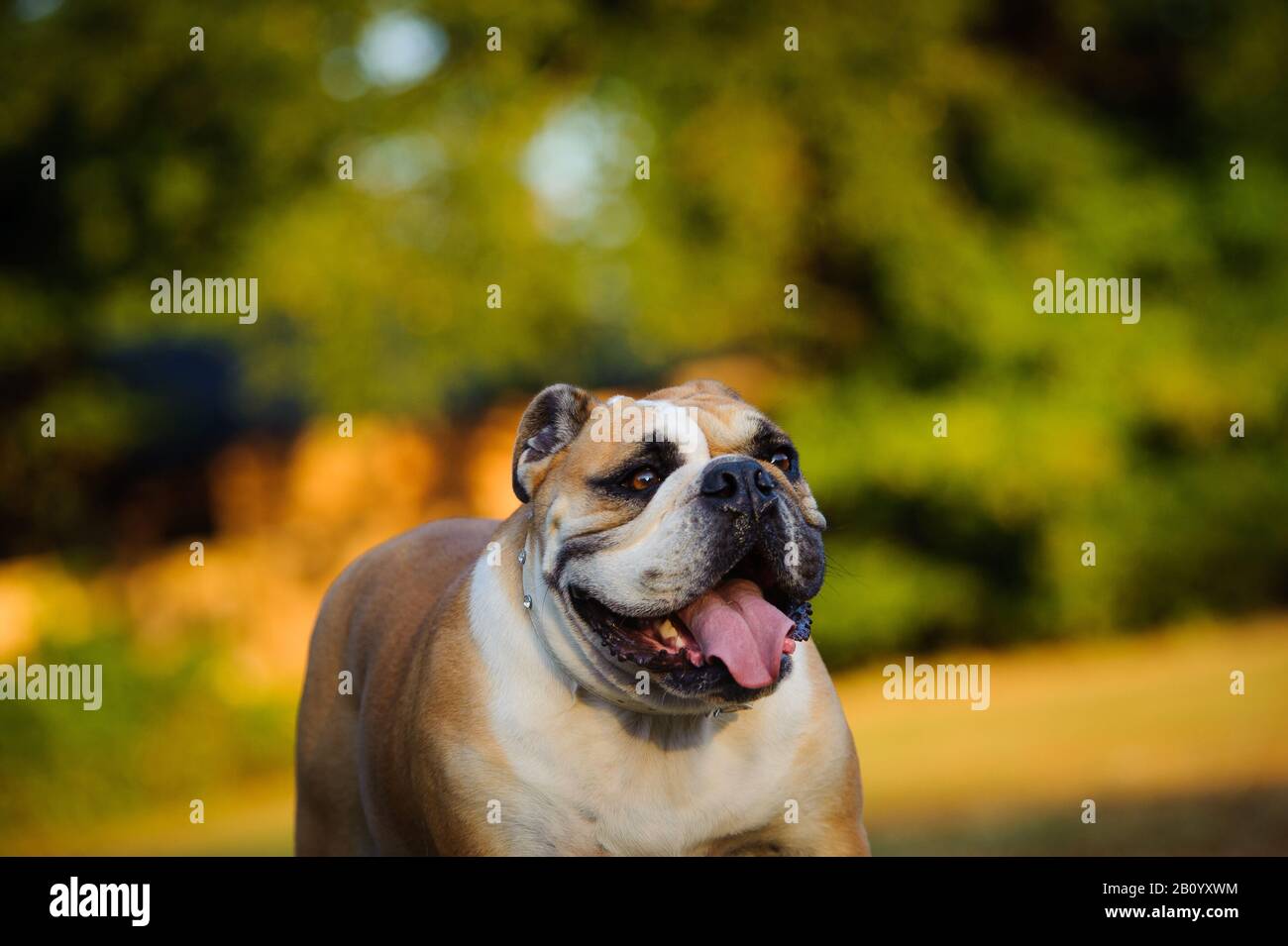 English Bulldog outdoor portrait Stock Photo - Alamy