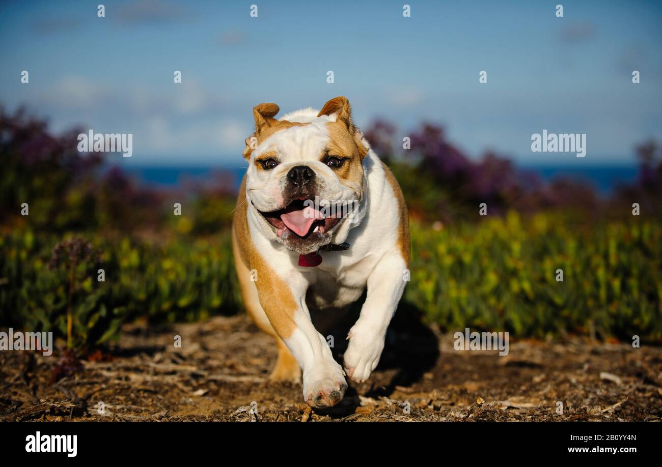 English Bulldog outdoor portrait Stock Photo - Alamy