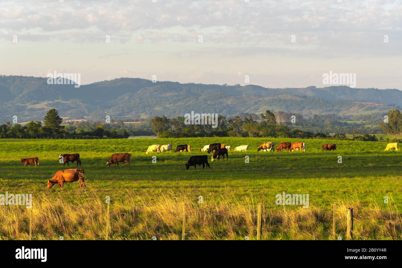 Rural landscape in southern Brazil. Area of farms where cattle breeding ...