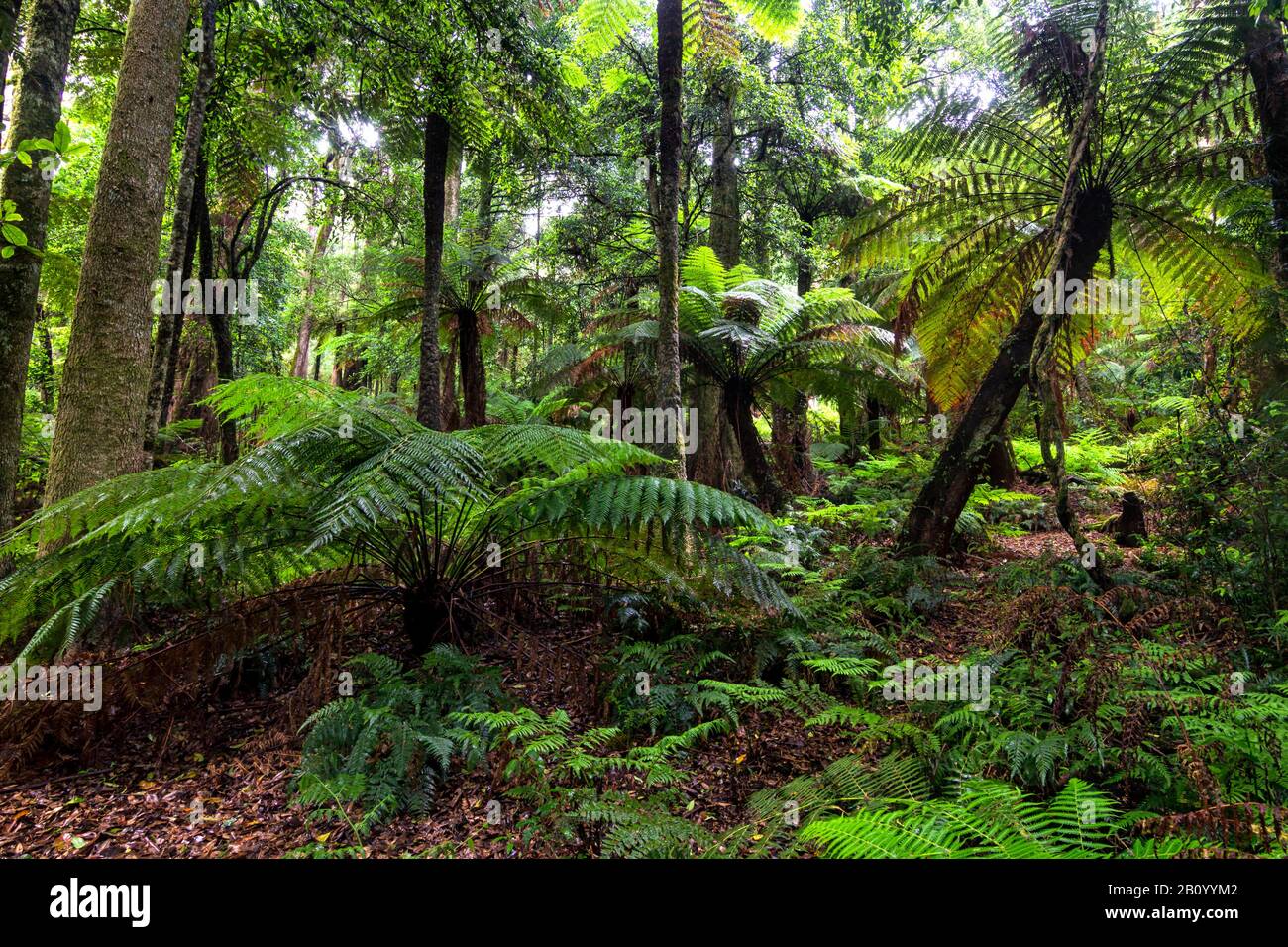 Tree Fern Forest Premium Photo | Forest With Tree Ferns, Beautiful