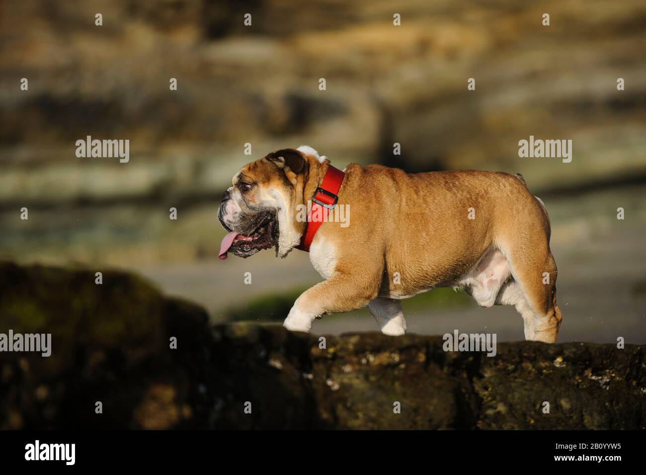 English Bulldog outdoor portrait Stock Photo - Alamy
