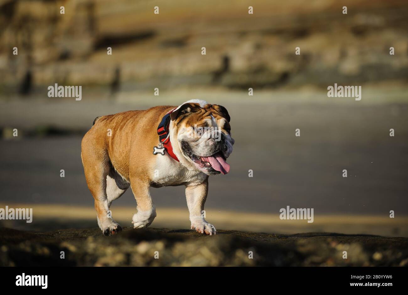 English Bulldog outdoor portrait Stock Photo - Alamy