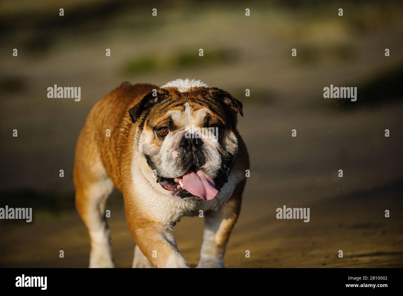 English Bulldog outdoor portrait Stock Photo - Alamy