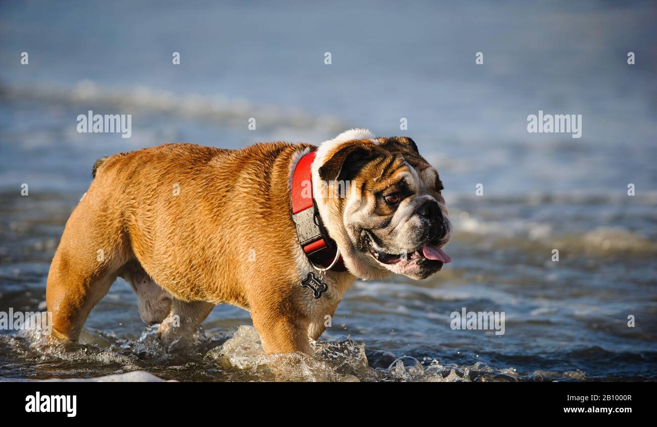 English Bulldog outdoor portrait Stock Photo - Alamy