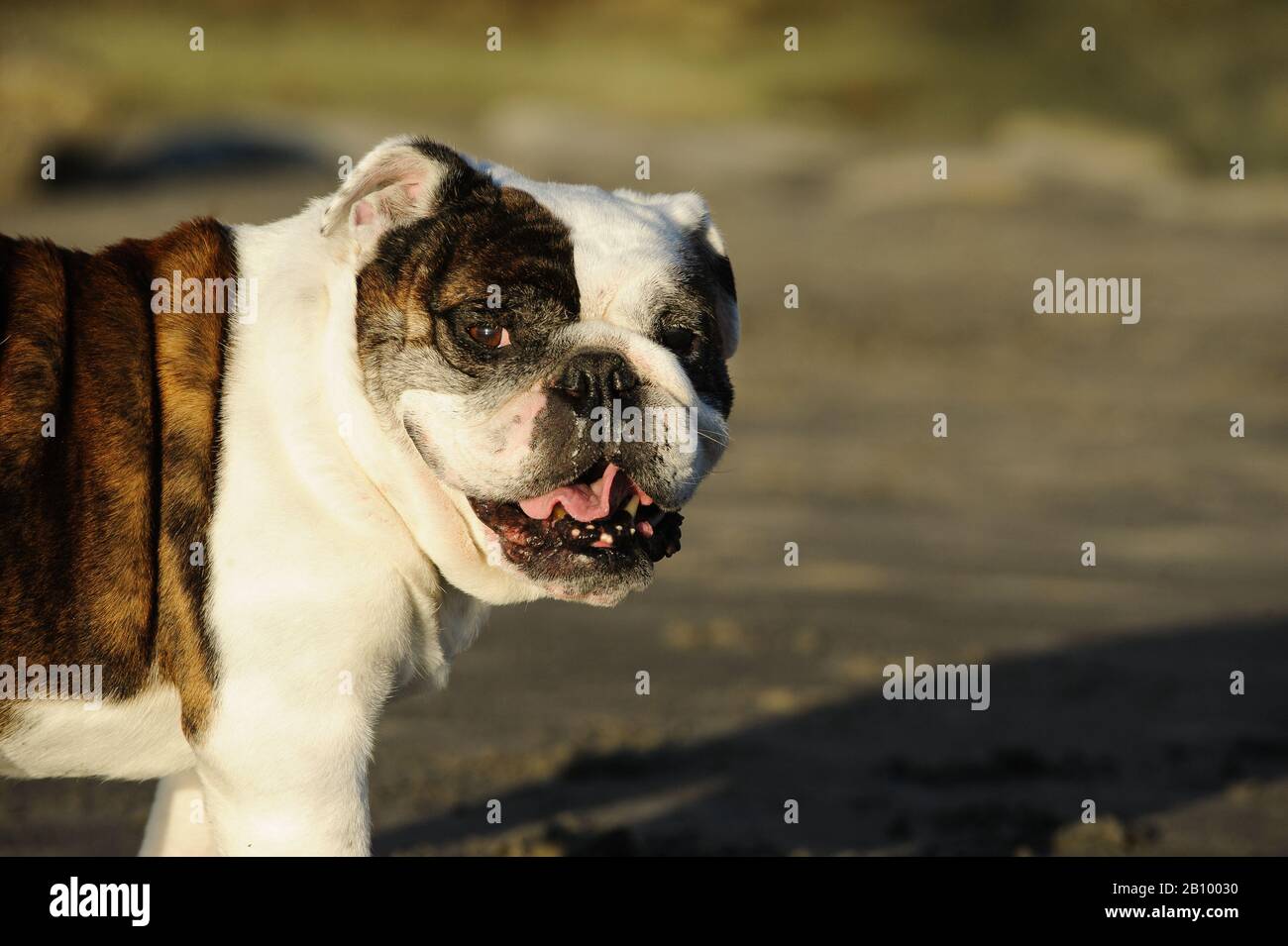 English Bulldog outdoor portrait Stock Photo - Alamy