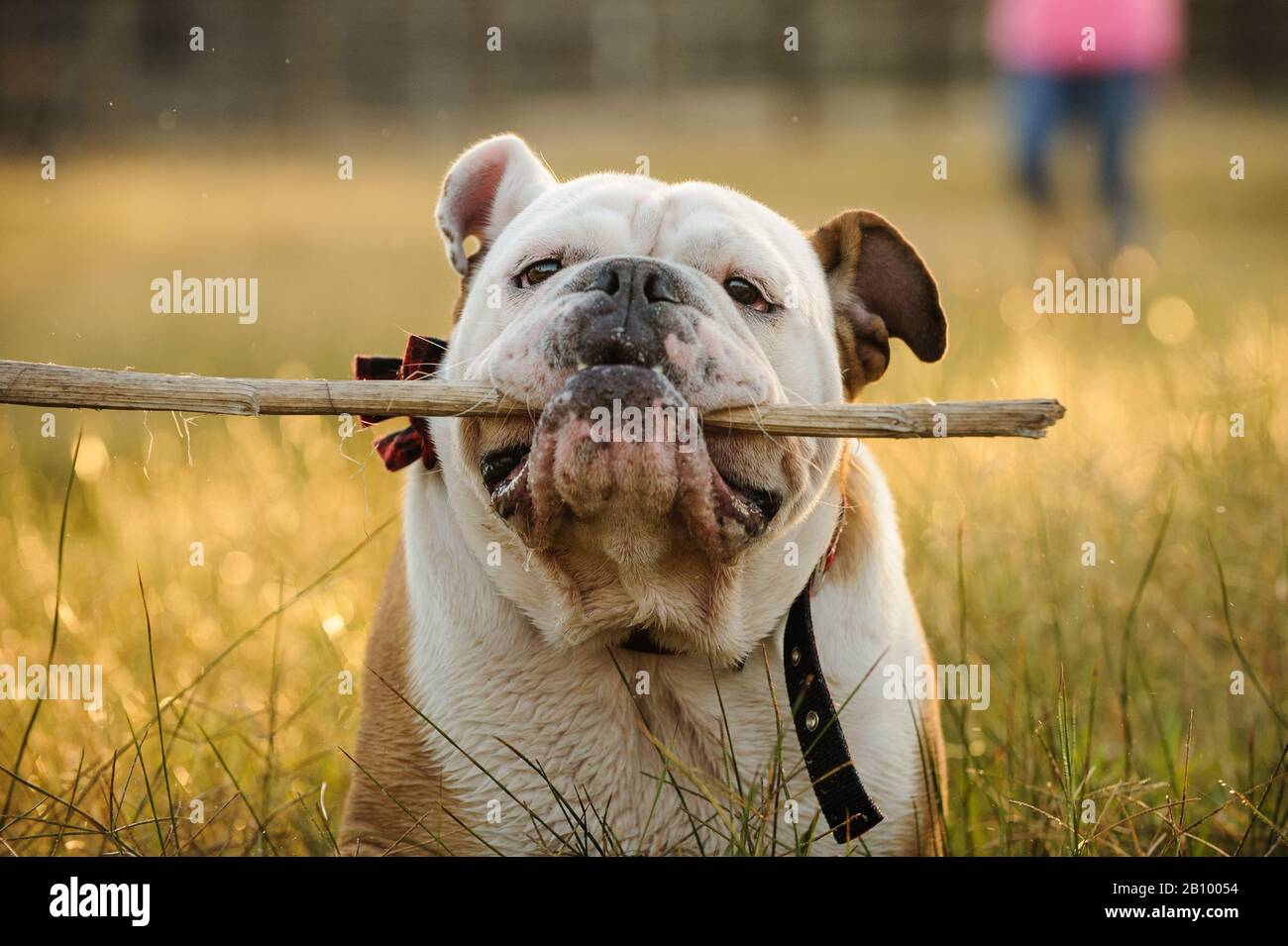 English Bulldog outdoor portrait Stock Photo - Alamy