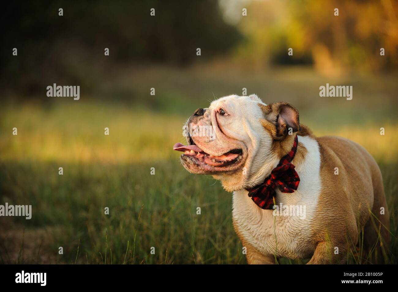 English Bulldog outdoor portrait Stock Photo - Alamy