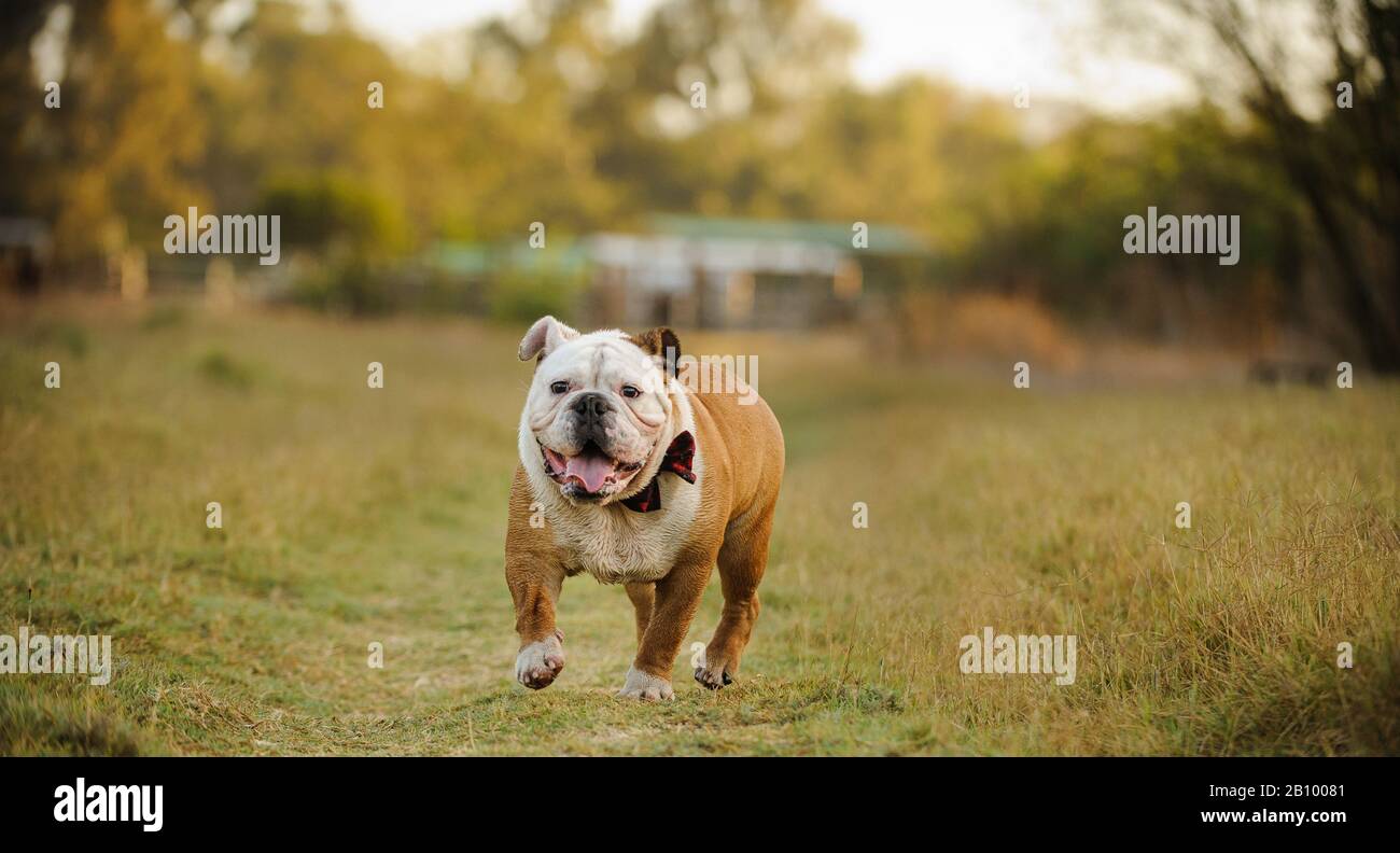 English Bulldog outdoor portrait Stock Photo - Alamy