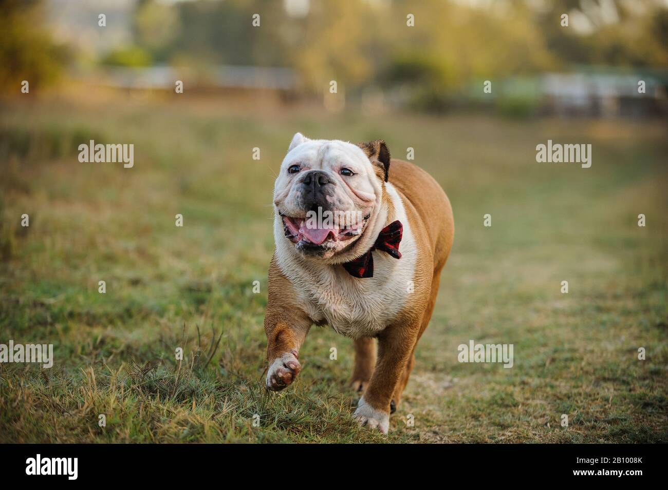 English Bulldog outdoor portrait Stock Photo - Alamy