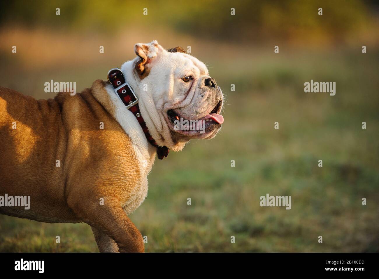 English Bulldog outdoor portrait Stock Photo - Alamy
