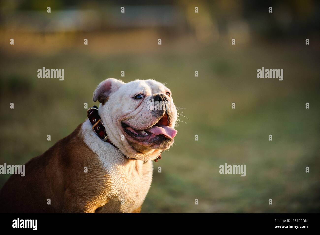English Bulldog outdoor portrait Stock Photo - Alamy