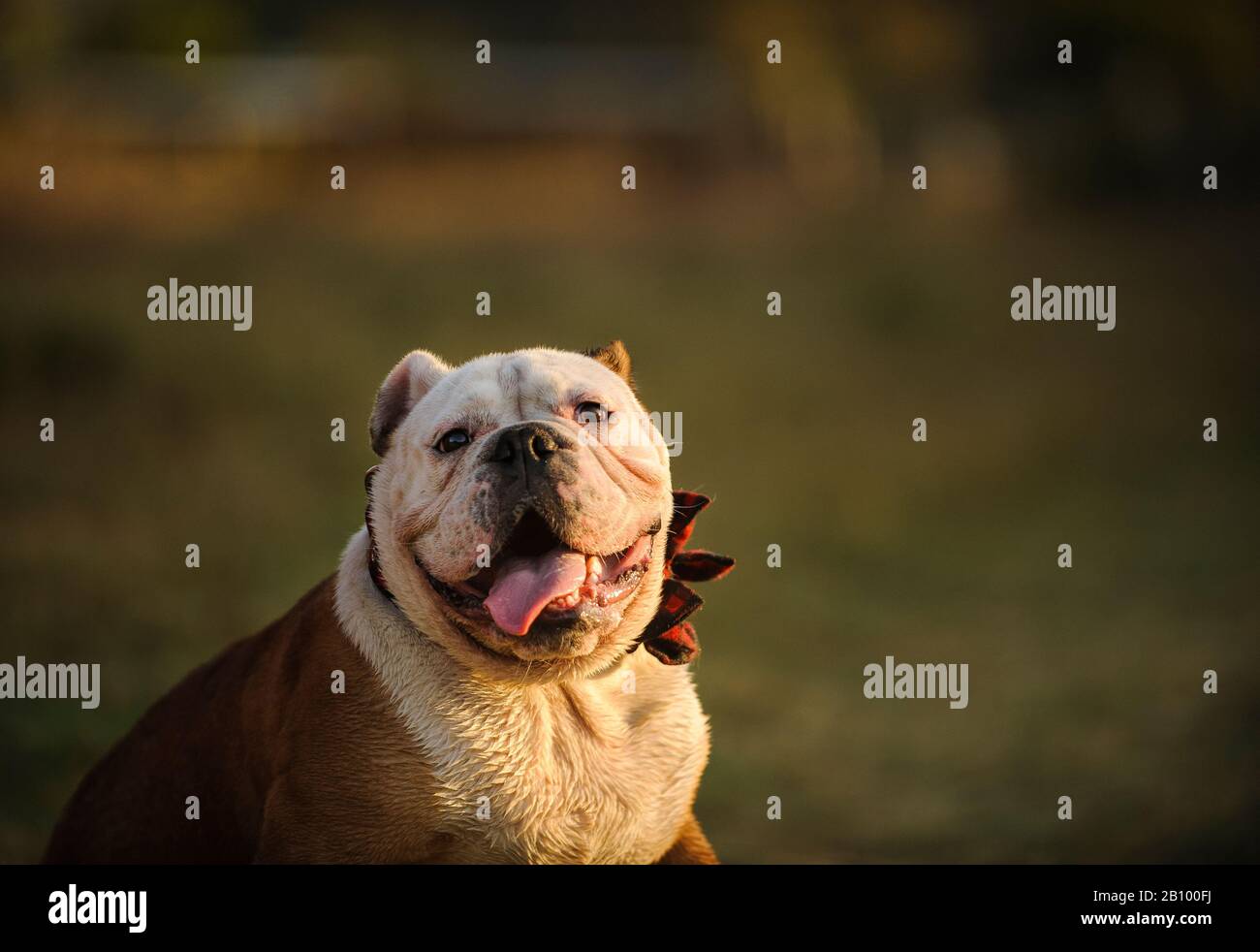 English Bulldog outdoor portrait Stock Photo - Alamy